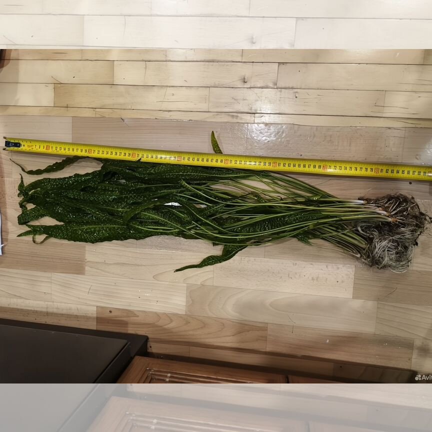 Криптокорина гигантская