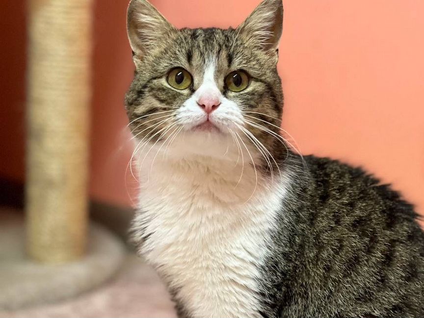 Кошки в добрые руки