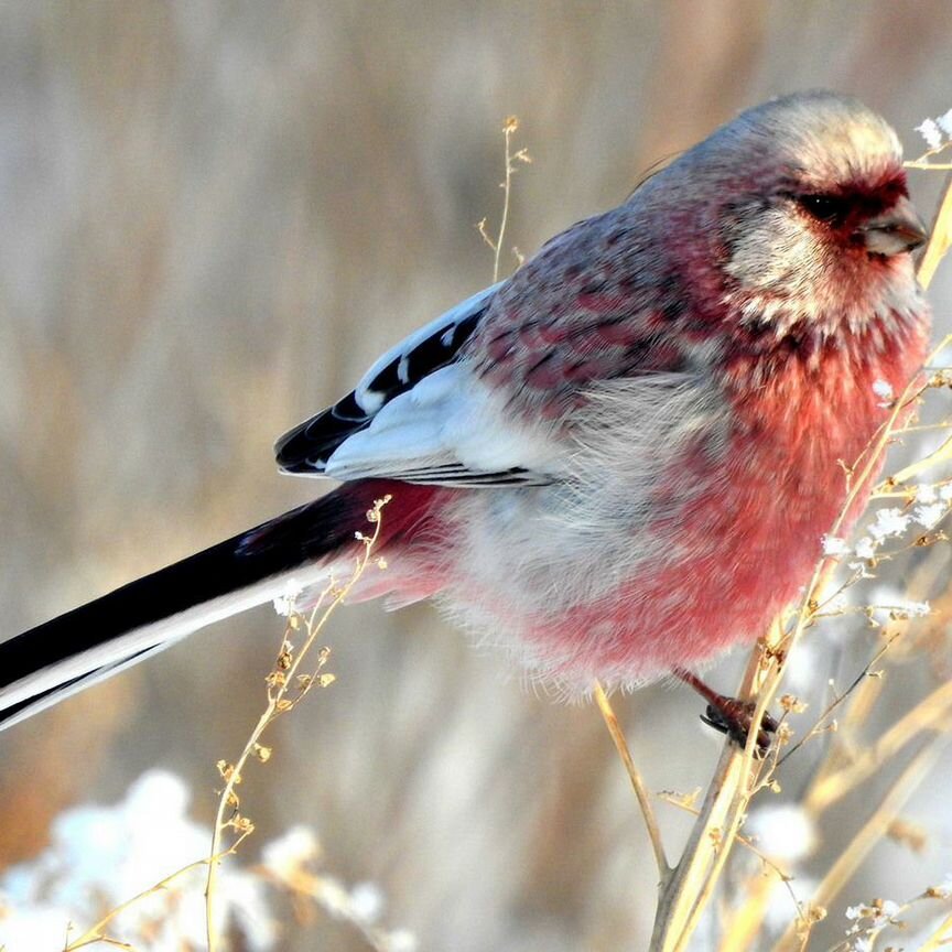 Длиннохвостая чечевица