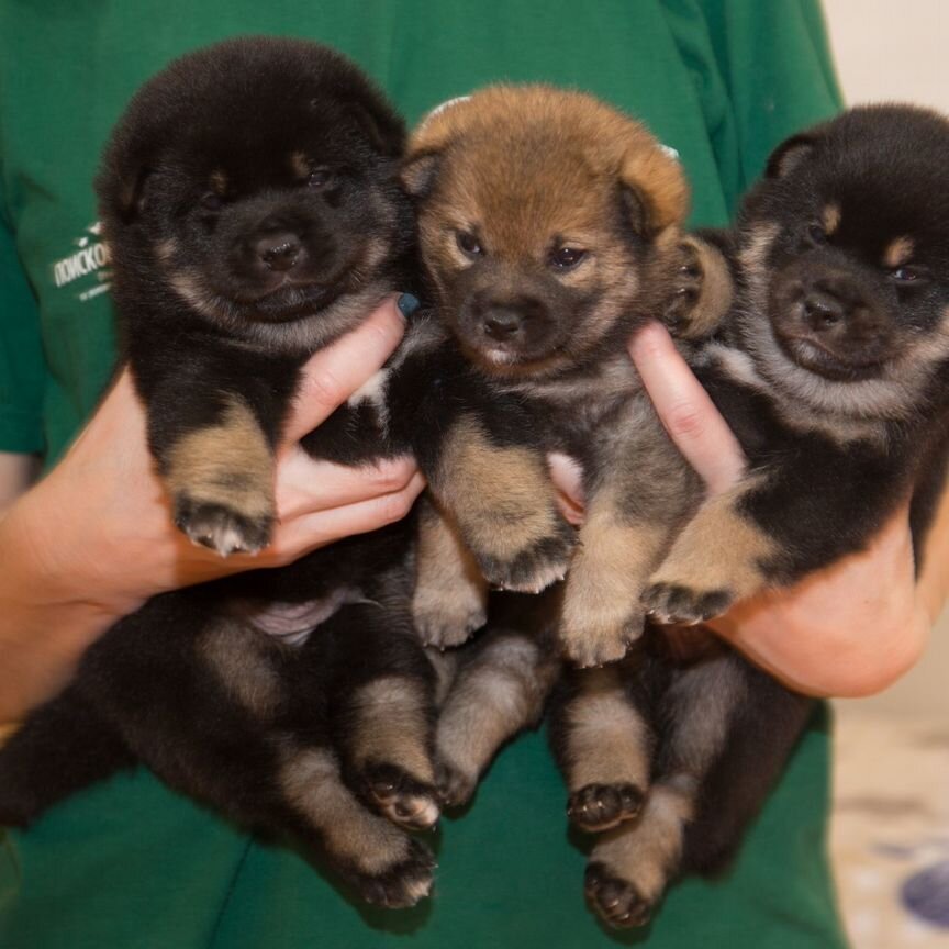 Щенки сиба-ину