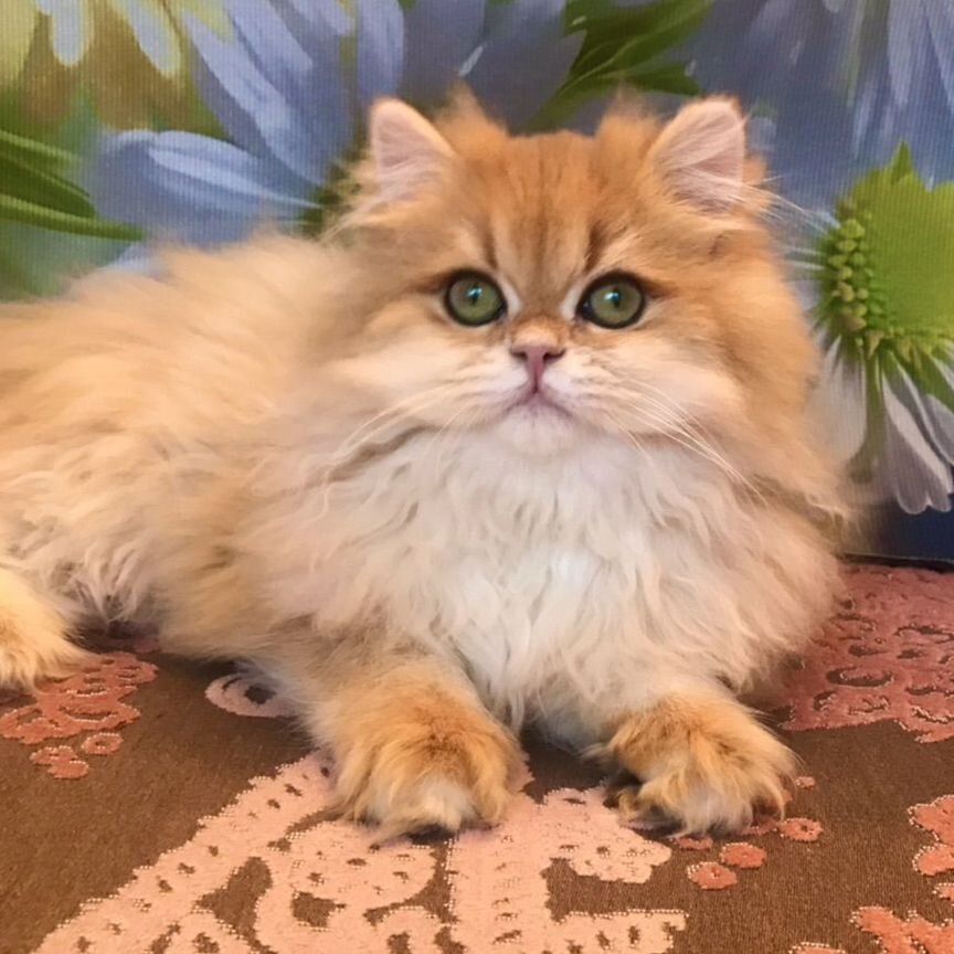Котик