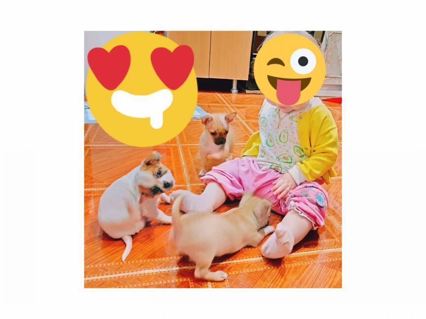 Той-терьер щенки