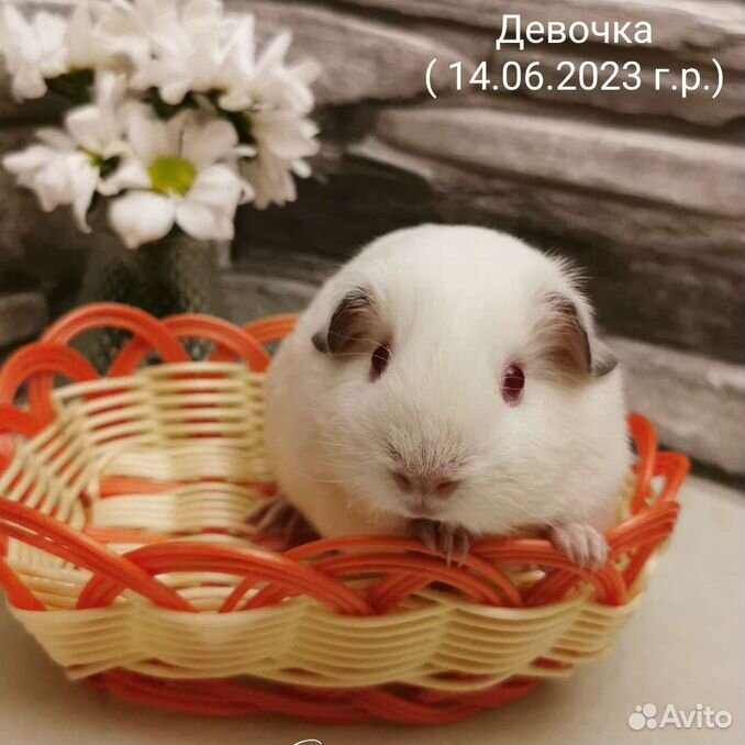 Морская свинка девочка