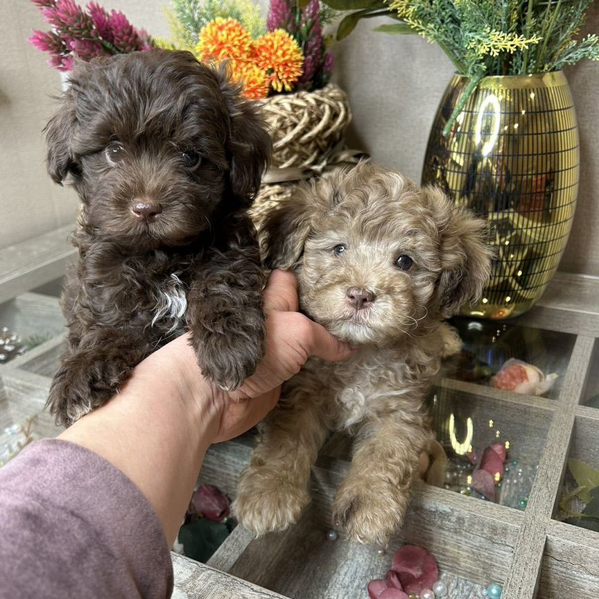 Мальчики ф1 шоколад капучино