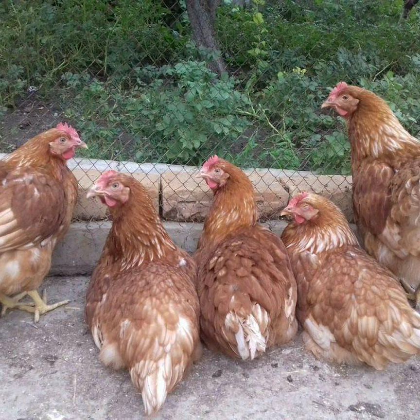 Несушки с доставкой