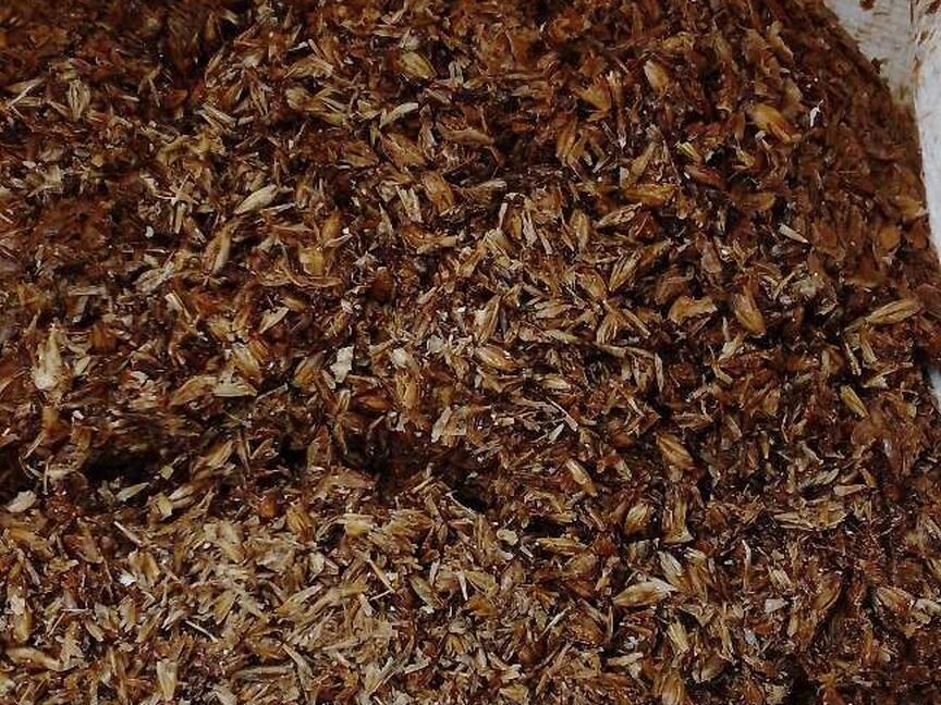 Пивная дробина