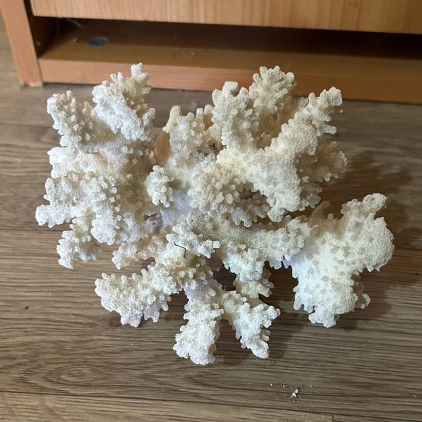 Морской коралл большой