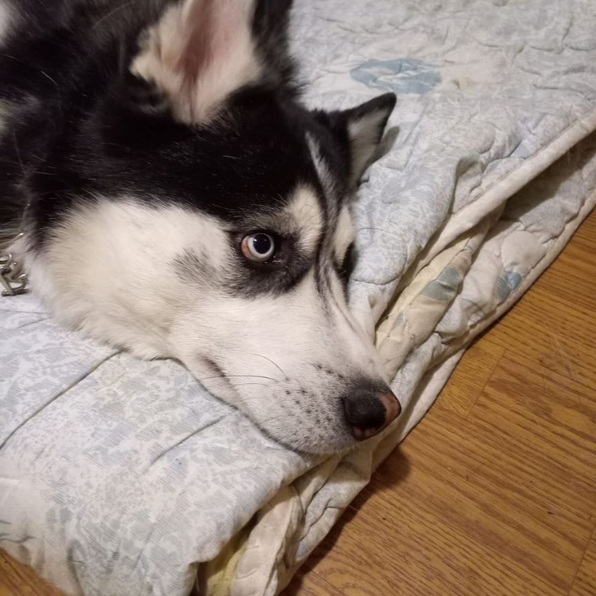 Сибирский хаски