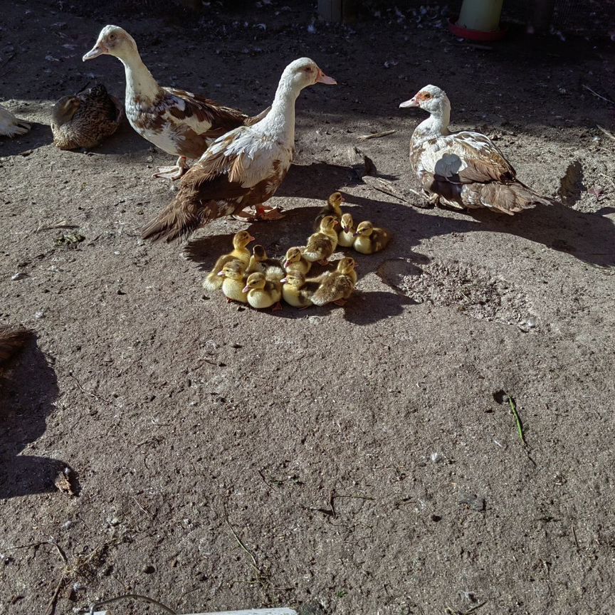 Мускусные утки