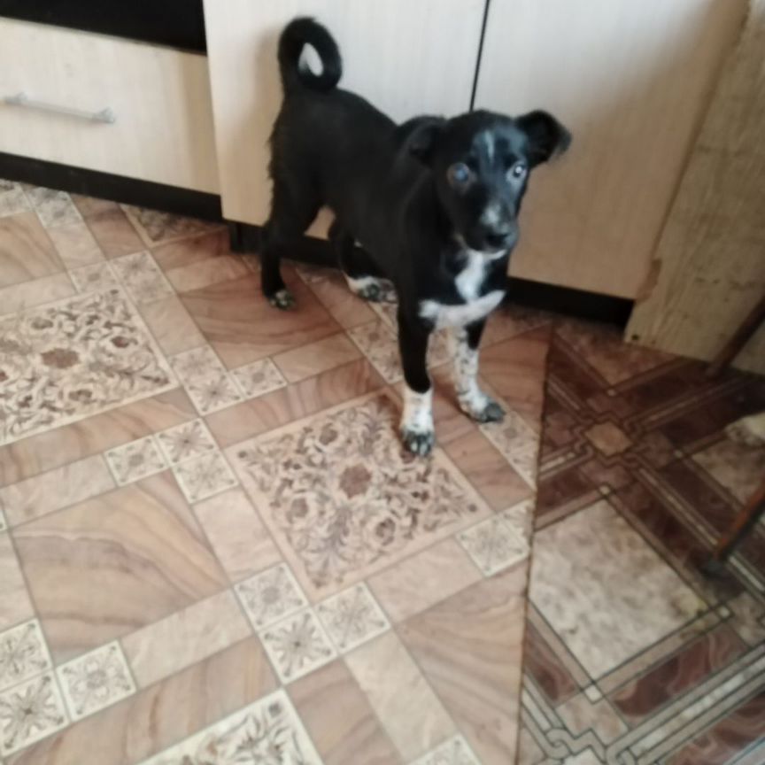 Ищем дом щенку 2 мес, привита