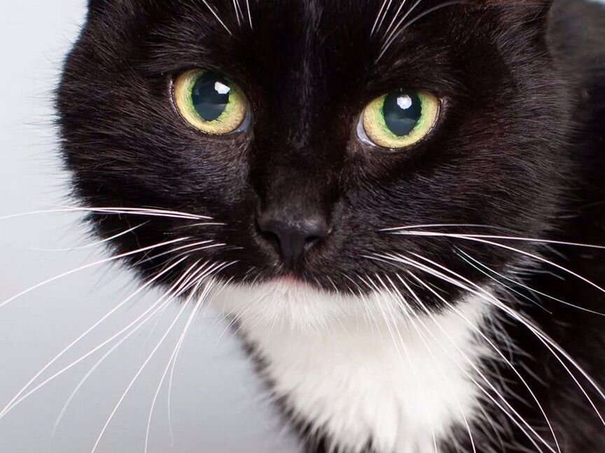 Пантера Бастида в добрые руки