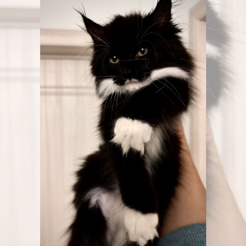 Котёнок в добрые руки