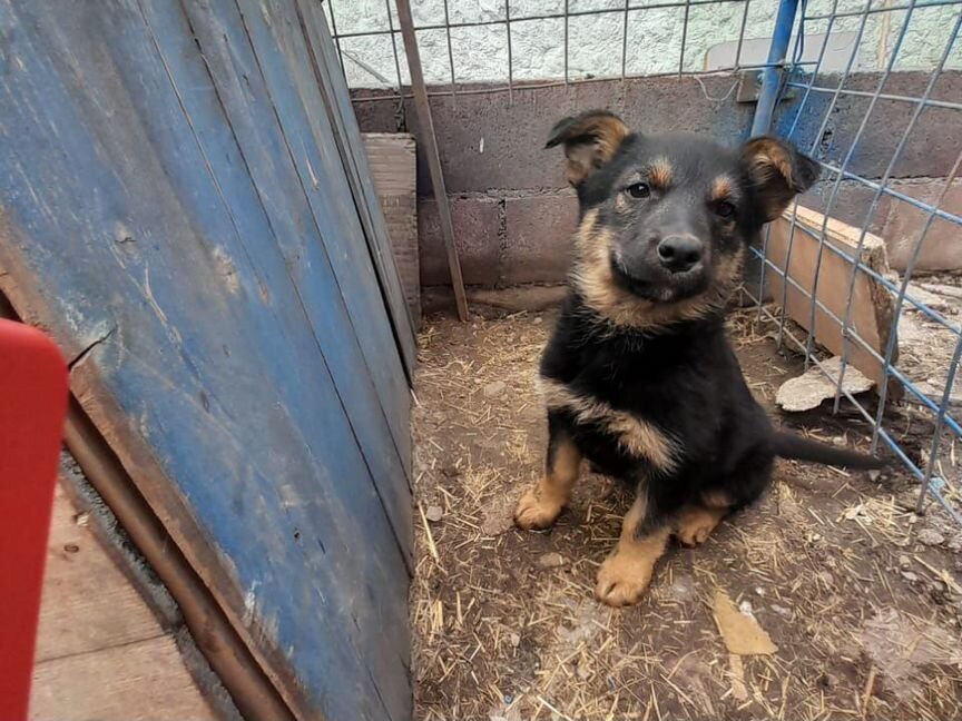 Щенок-девочка-стерилизованная и привитая