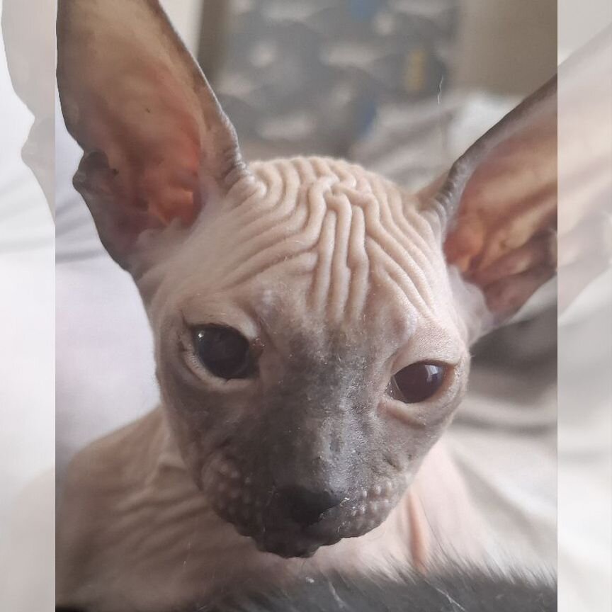 Донской сфинкс котёнок