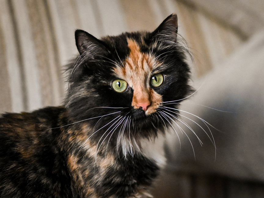 Норвежская лесная