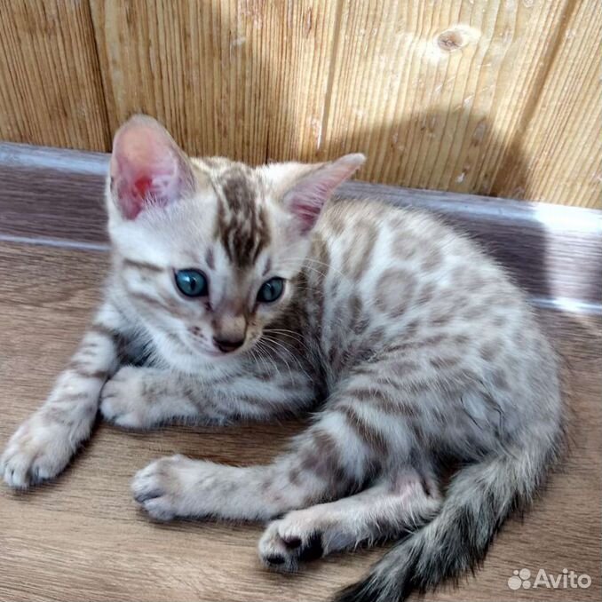 Бенгальские котята шоу класса