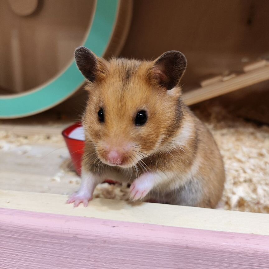 Вольер/клетка для хомяка из дерева