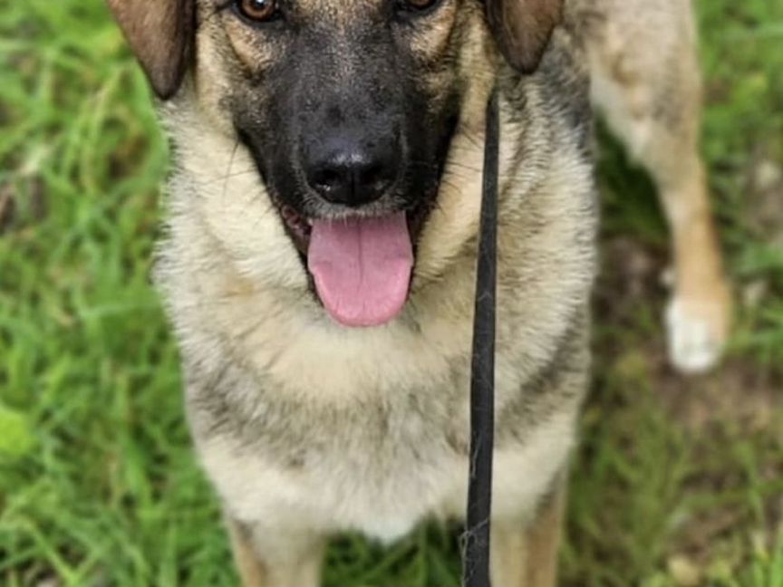 Мишелька ищет дом