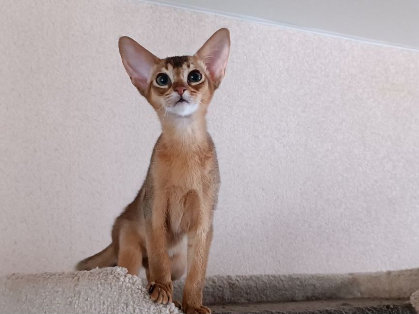Абиссинские котята