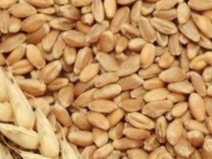 Ячмень, овес, зерно.фуражное зерно