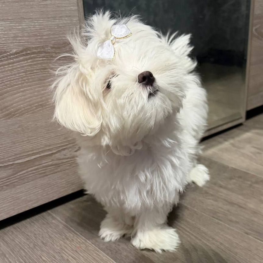 Мальтийская болонка, щенок