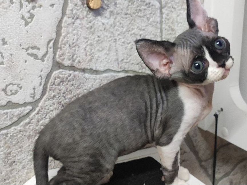 Домашние животные котята