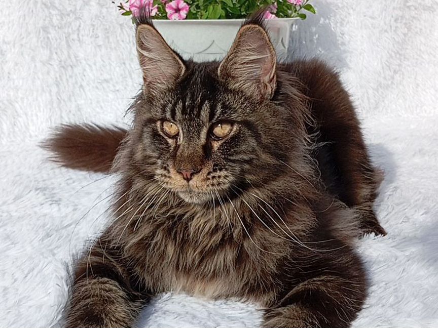 Котята мейн-кун