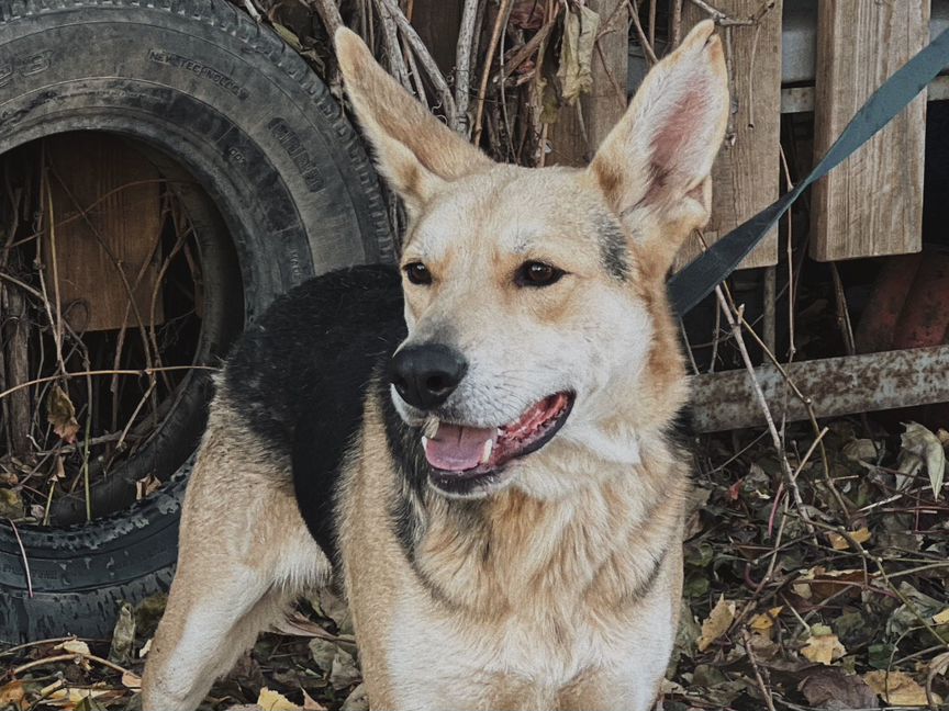 Собака в добрые руки