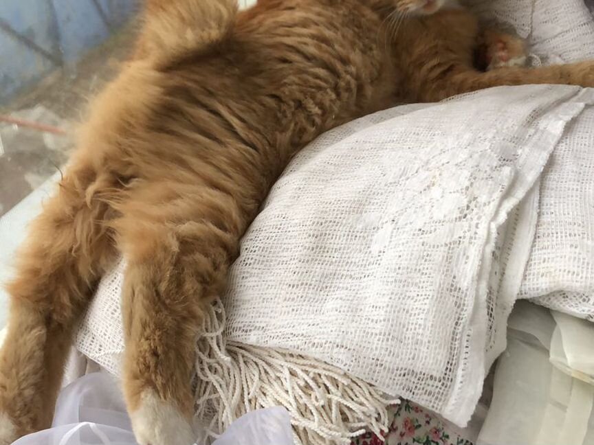 Курильский бобтейл вязка