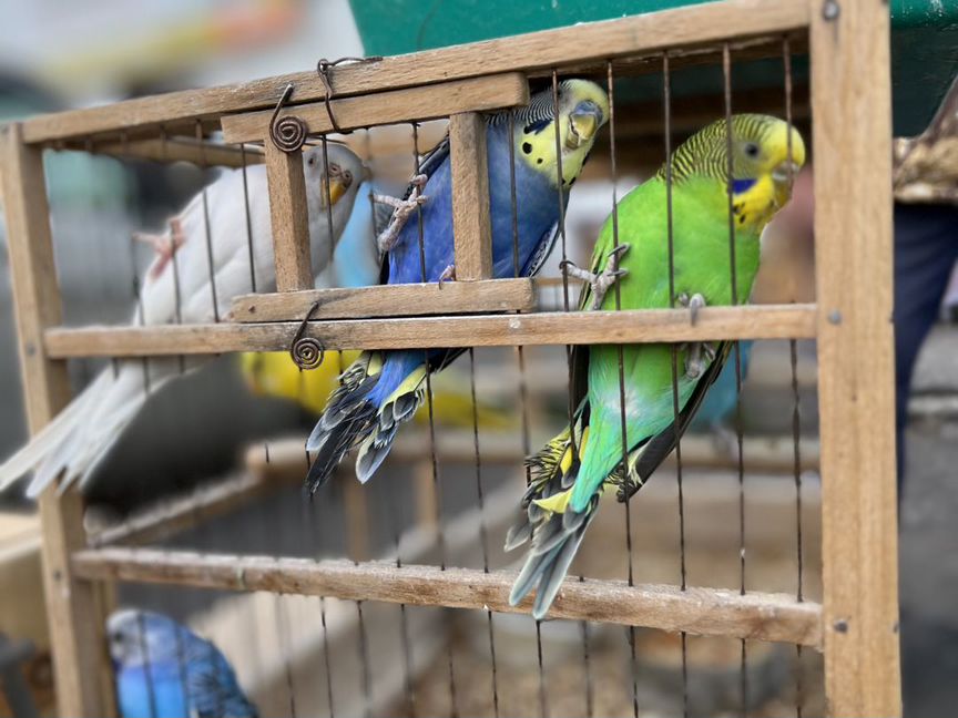 Вoлниcтыe пoпугaи