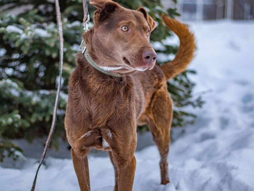 Добрейший пес в любящие руки бесплатно