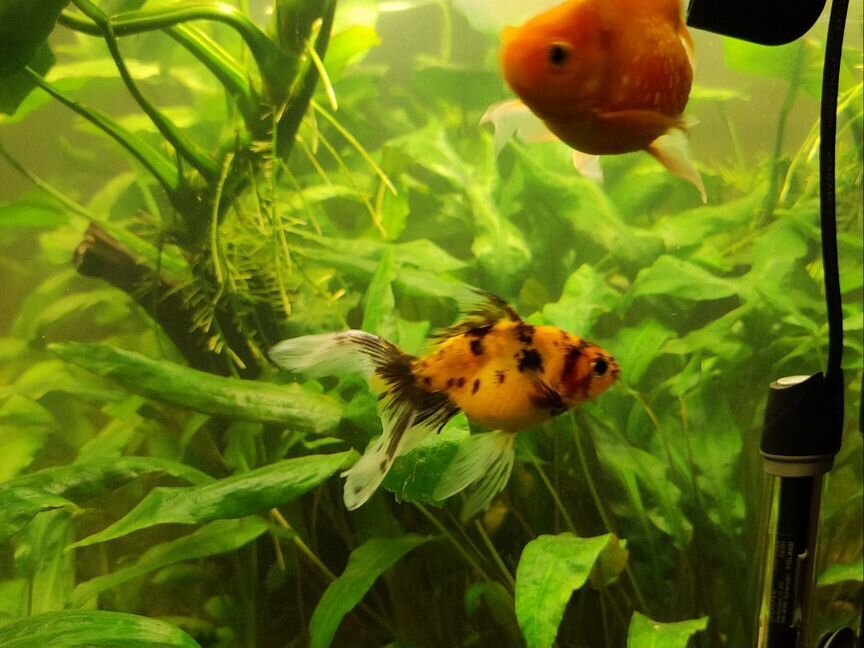 Две Золотые Рыбки Бесплатно