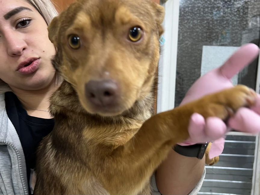 Отто в добрые руки