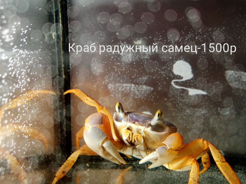 Аквариумные рыбы