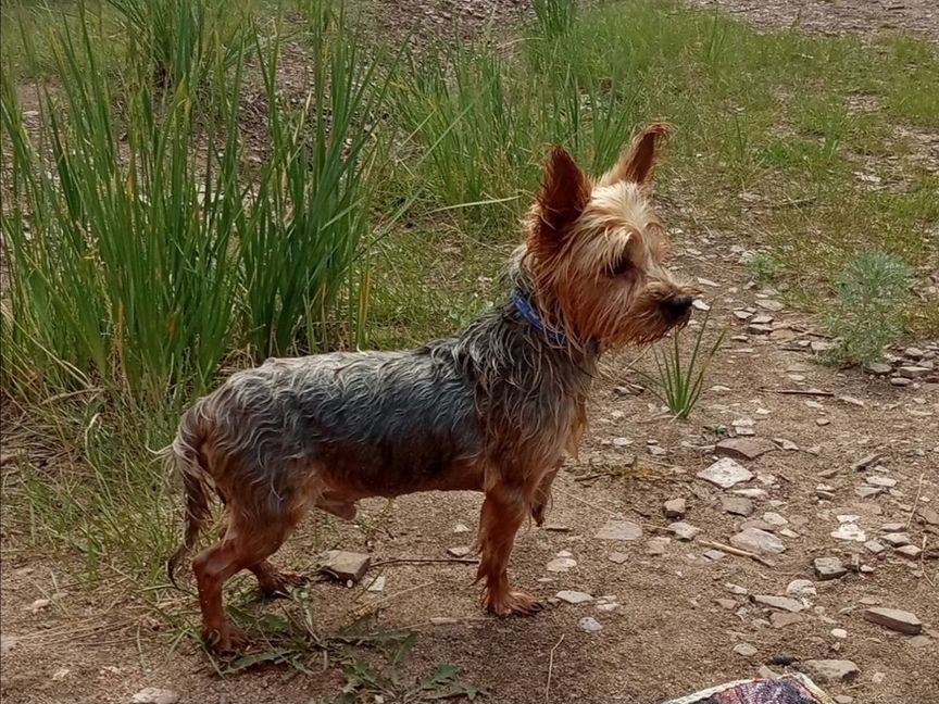 Потерялся йорк