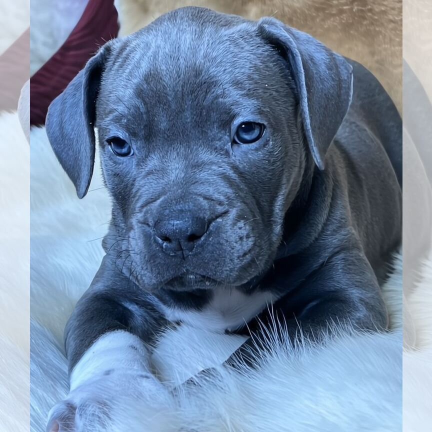 Американский стаффордширский терьер, щенок