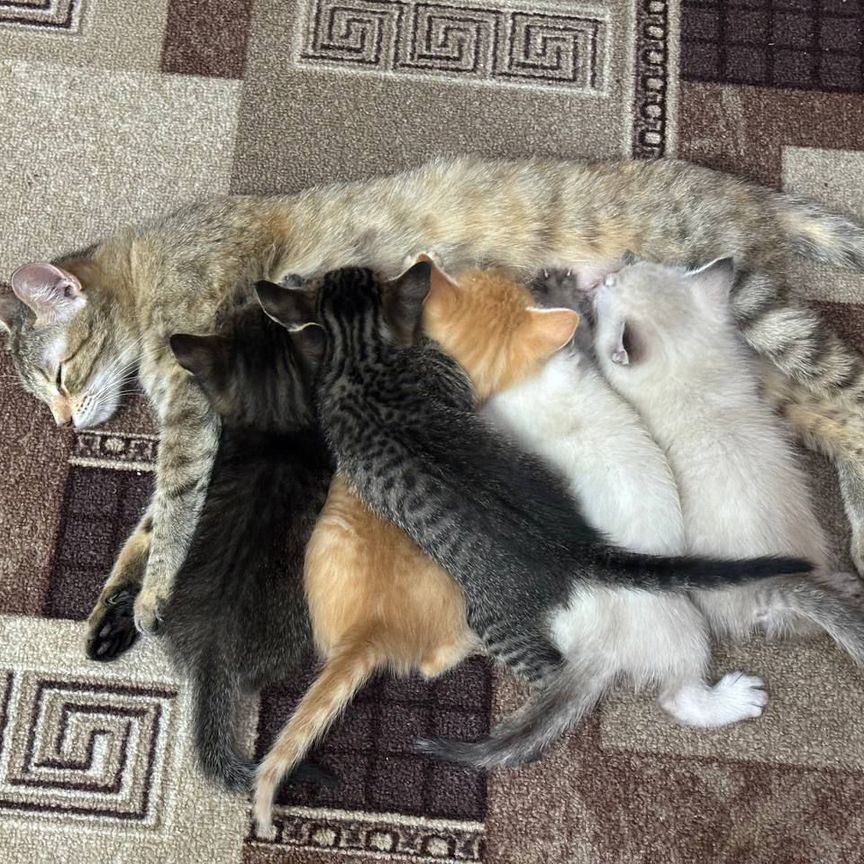 Котята в добрые руки