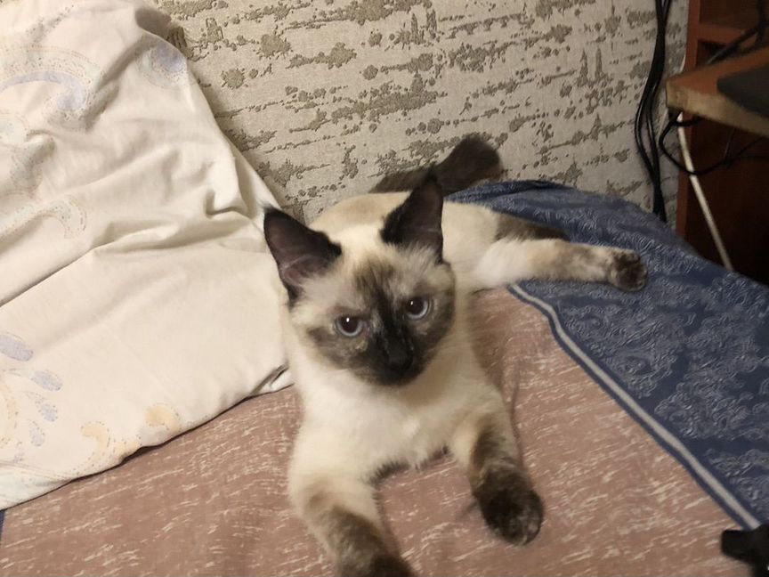 Полутайская кошечка (метис ), 9 месяцев