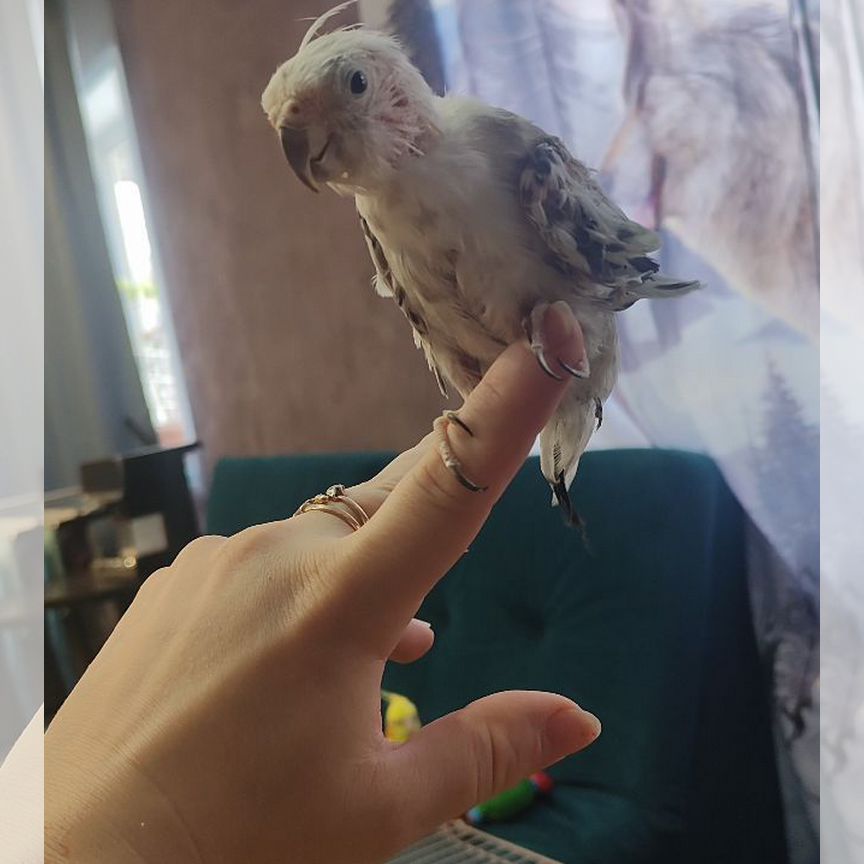 Корелла ручной