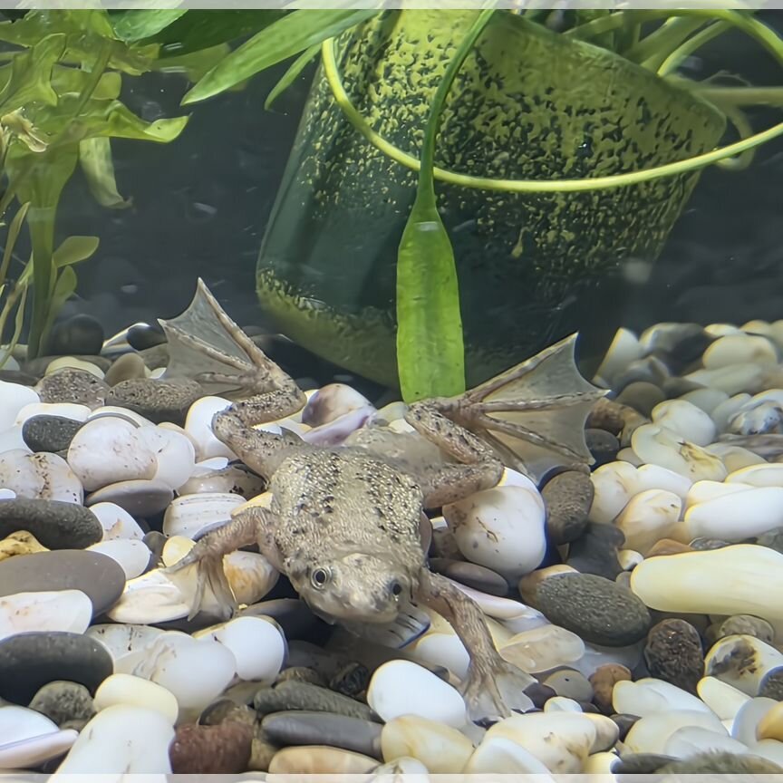 Аквариумные лягушки и сомик