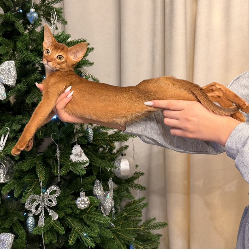 Абиссинский котёнок