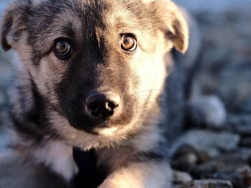 Собака в добрые руки