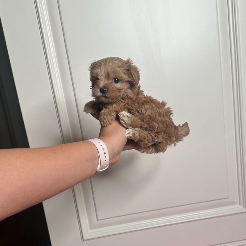 Мальтипу f1 мини-микро до 2х кг взрослым будет,мск