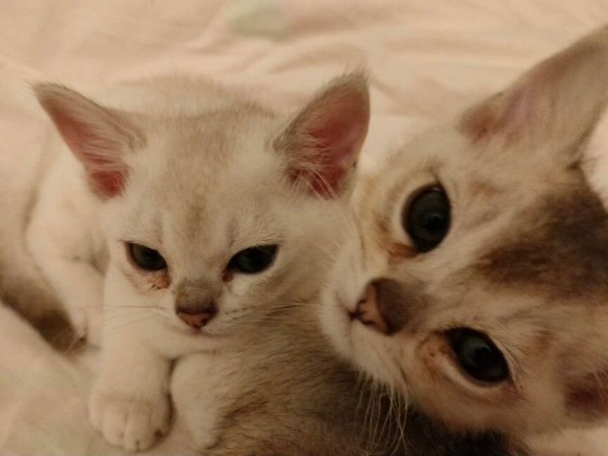 Котята бурмилла