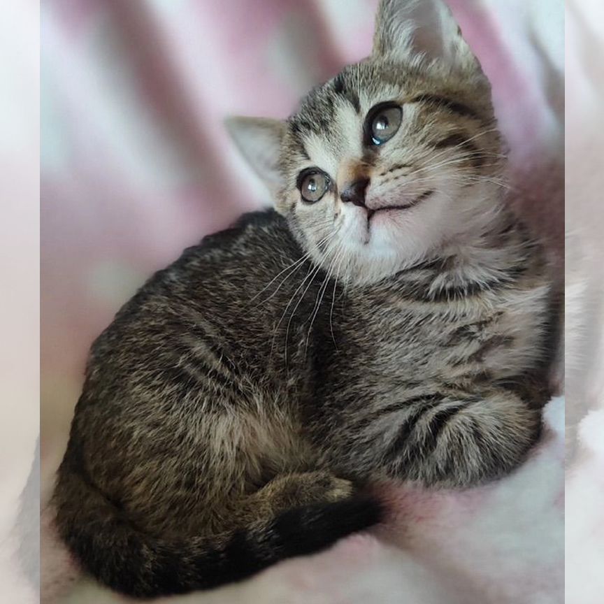 Котенок девочка в добрые руки