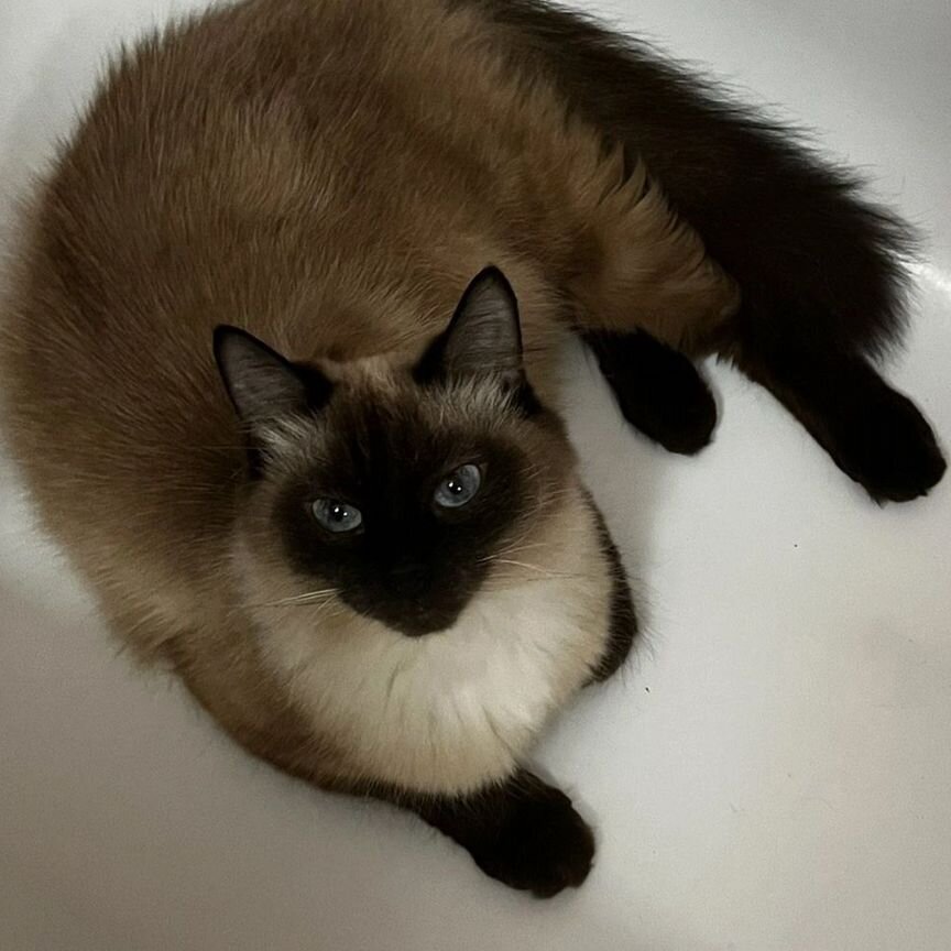 Сиамская кошечка