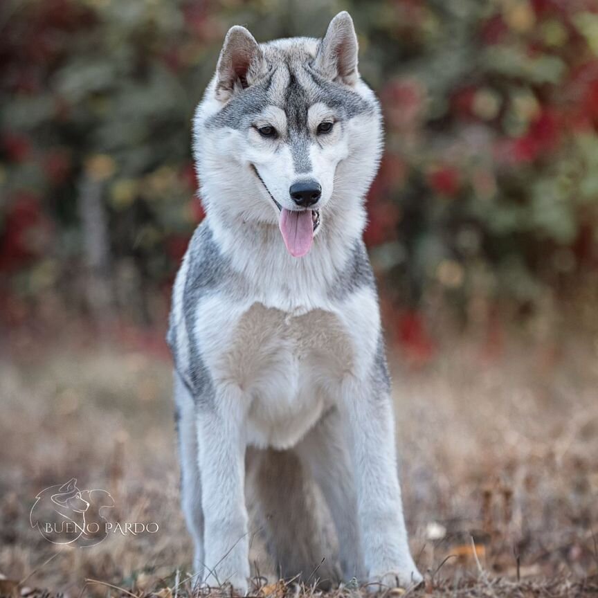 Сибирский хаски щенок 4мес, девочка