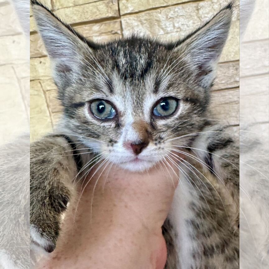 Котята