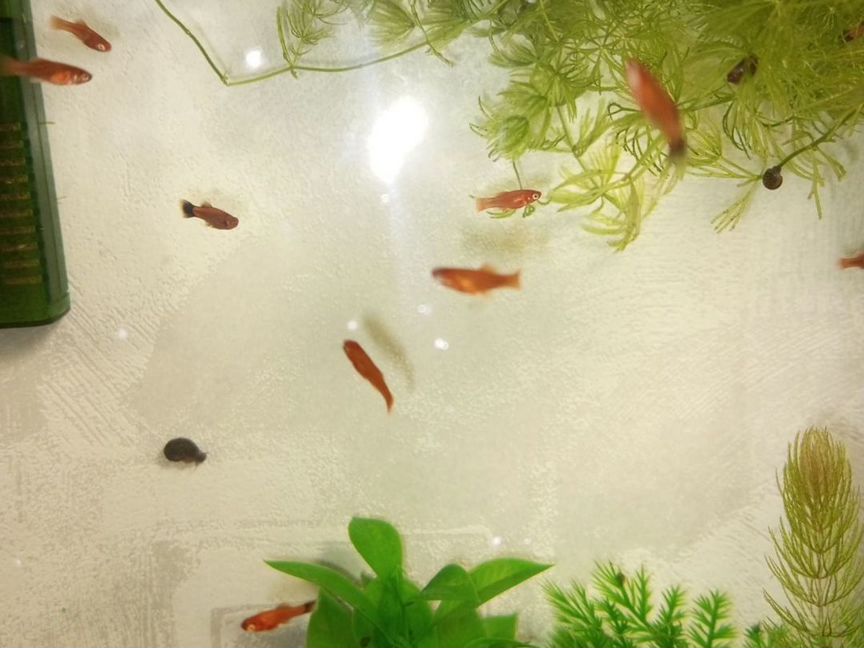 Рыбки меченосцы