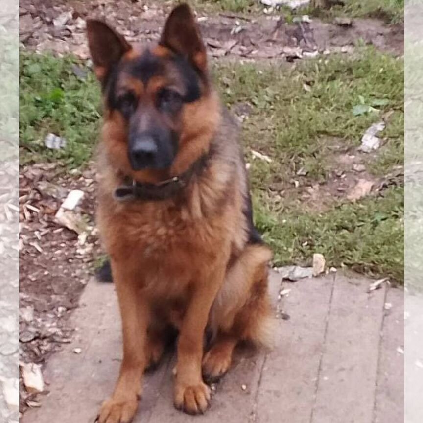 Немецкая овчарка, взрослый пёс